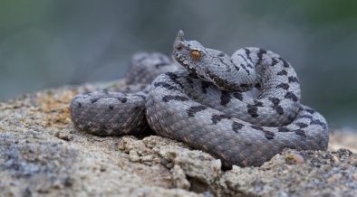 საქართველოში გავრცელებული გველები და უფეხო ხვლიკები - Article.ge